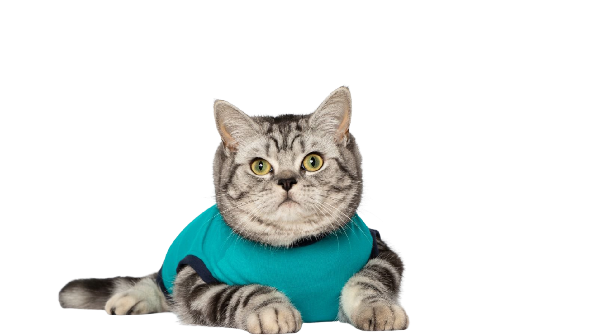 Jacketz® Medical Body Suit voor katten / Maat XS / Normale kat / Aqua ...