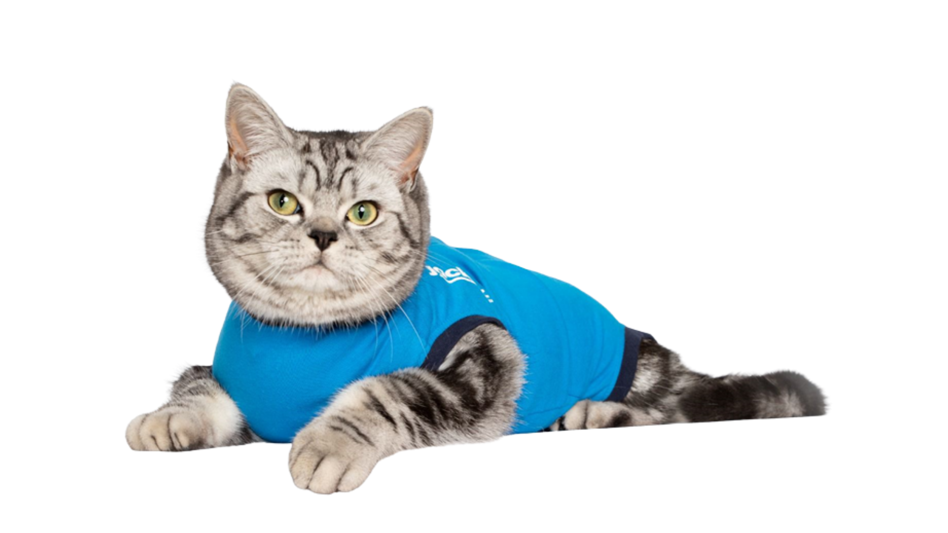 Jacketz® Medical Body Suit voor katten / Maat XS / Normale kat / Blue ...